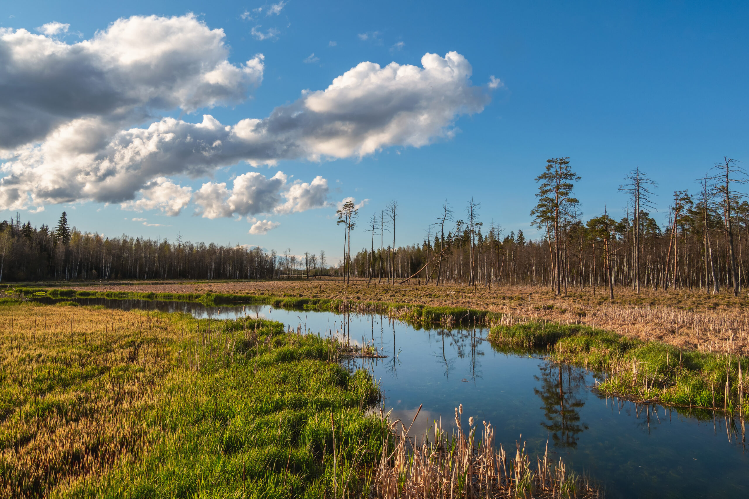 Reviving Wetlands: Transforming Landscapes into Thriving Wildlife ...