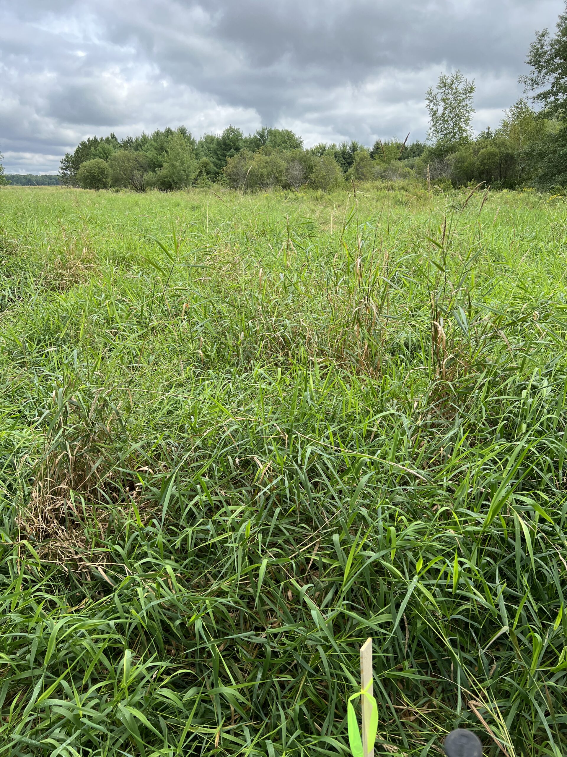 Restoring My Family’s Wetlands in Central Wisconsin • Midwest Wetland ...