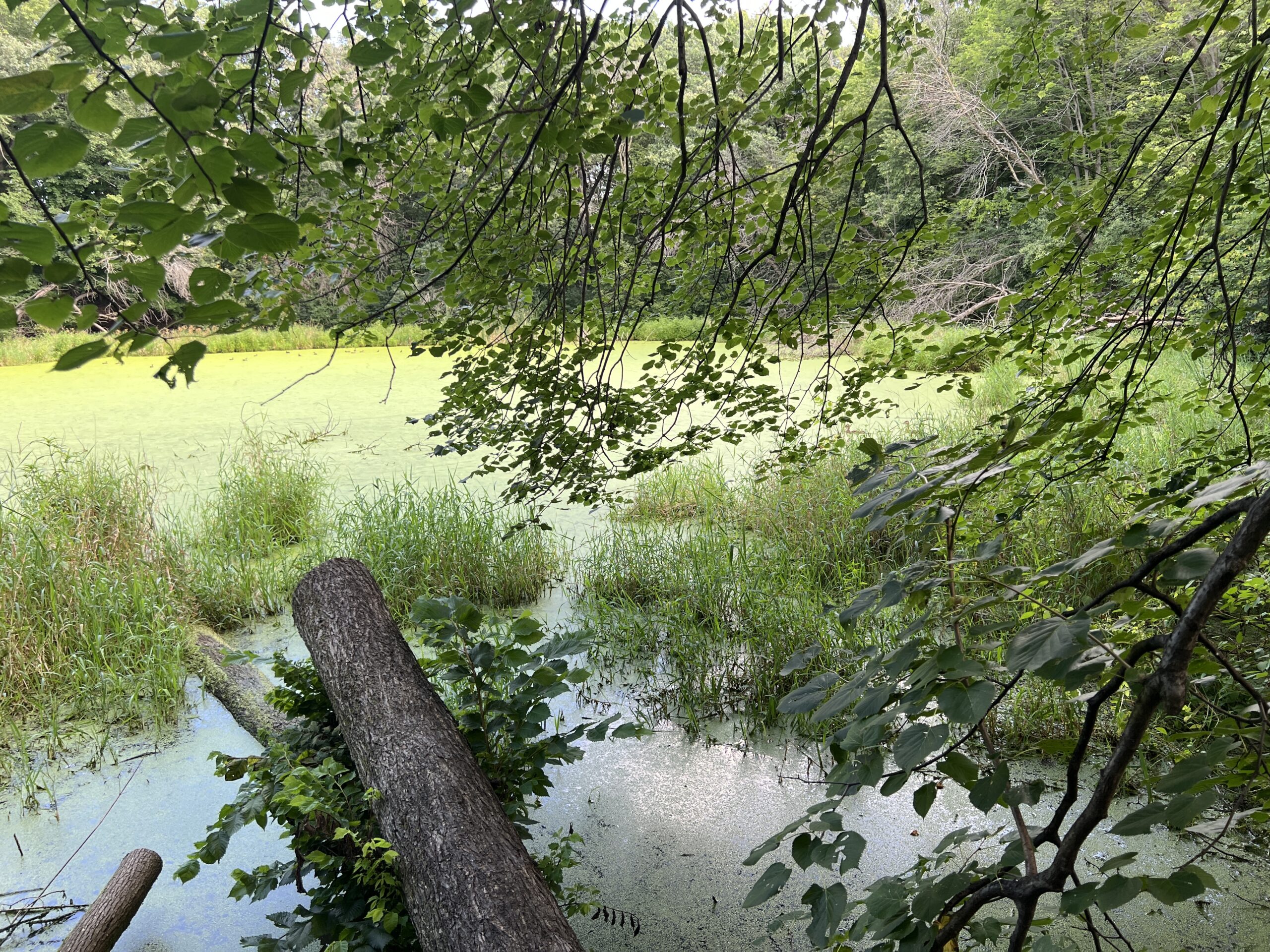 From Science to Design: Exploring Careers in Wetland Conservation ...