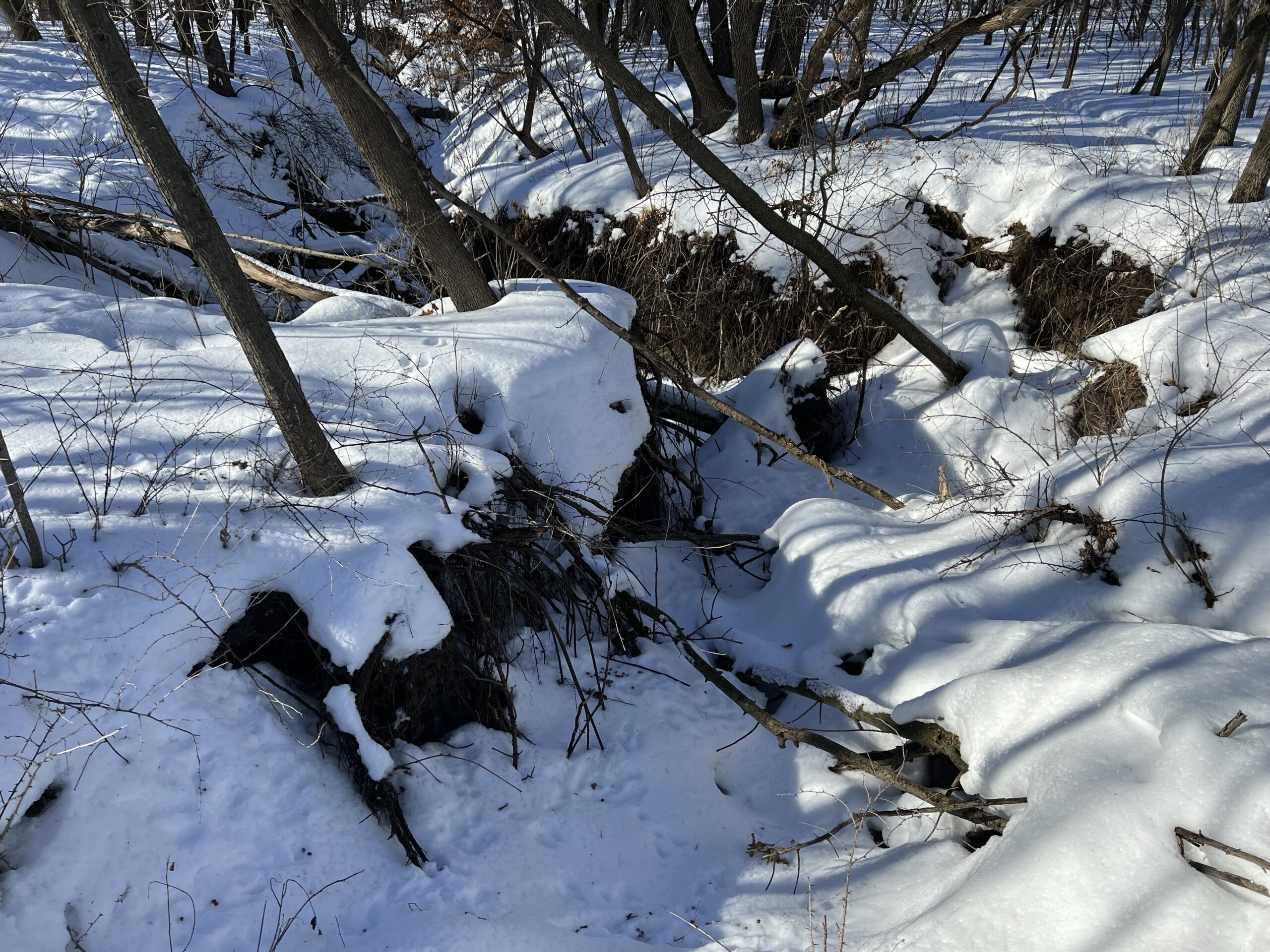 Complete Stream Restoration Guide: What Property Owners Need to Know ...